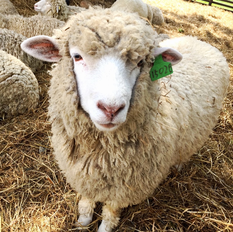 Orf hazard for agricultural workers